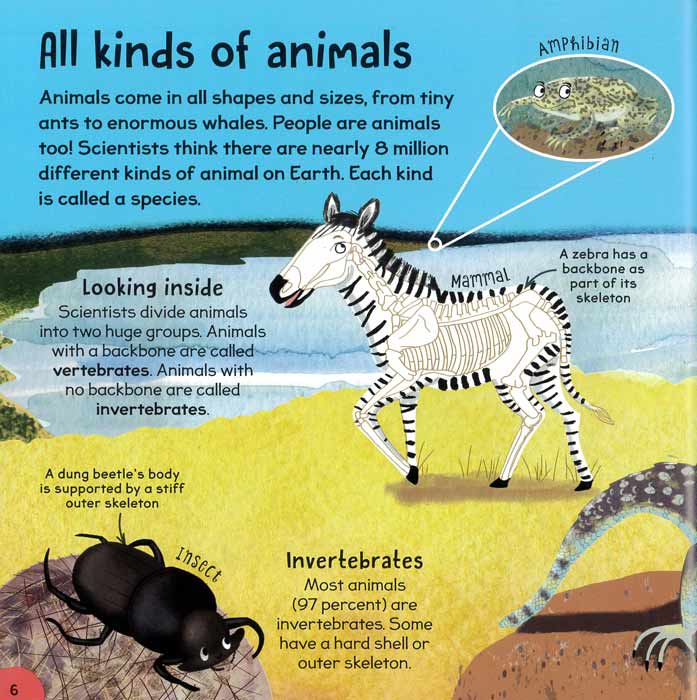 First Animal Book - BDL Books