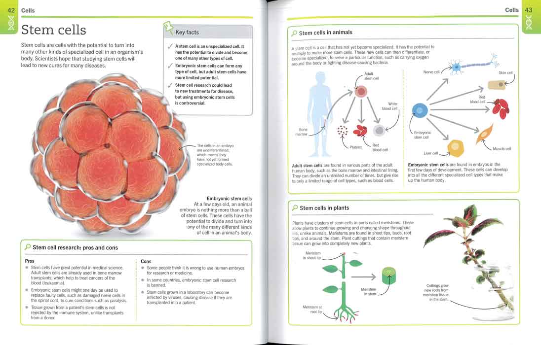 Super Simple Biology: The Ultimate Bitesize Study Guide - BDL Books