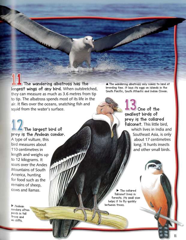 100 Facts: Birds - BDL Books