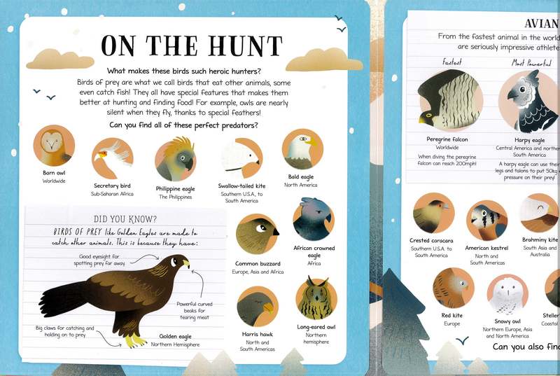 Look and Find: Birds - BDL Books