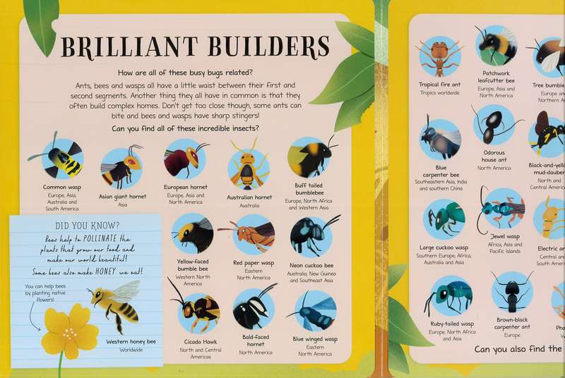 Look and Find: Insects and Minibeasts - BDL Books