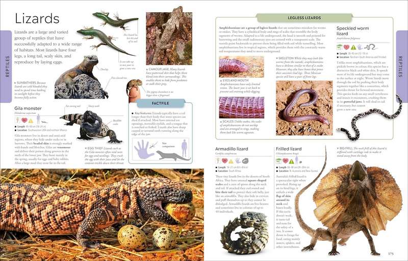 Animals: A Children's Encyclopedia - BDL Books