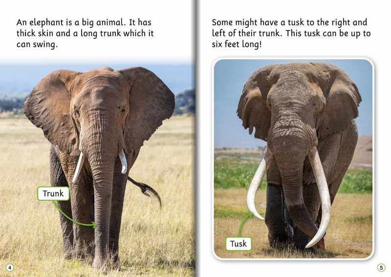 BookLife Readers Level 5: Elephants - BDL Books