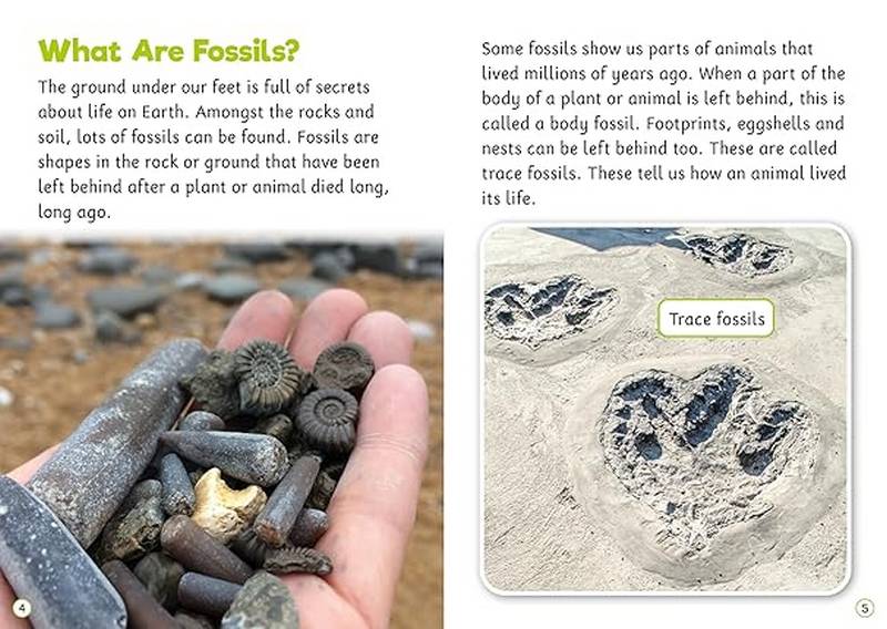 BookLife Readers Level 11: Fossils - BDL Books